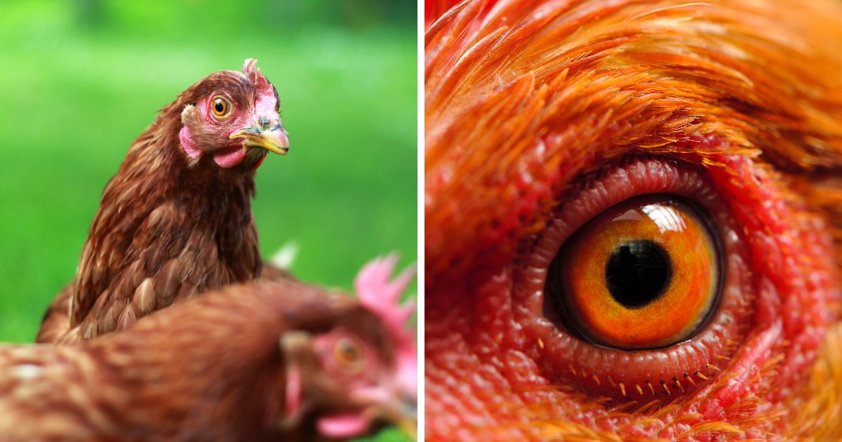 Do Chickens Blink? (Kind Of, Yes, But..) - Chicken & Chicks Info