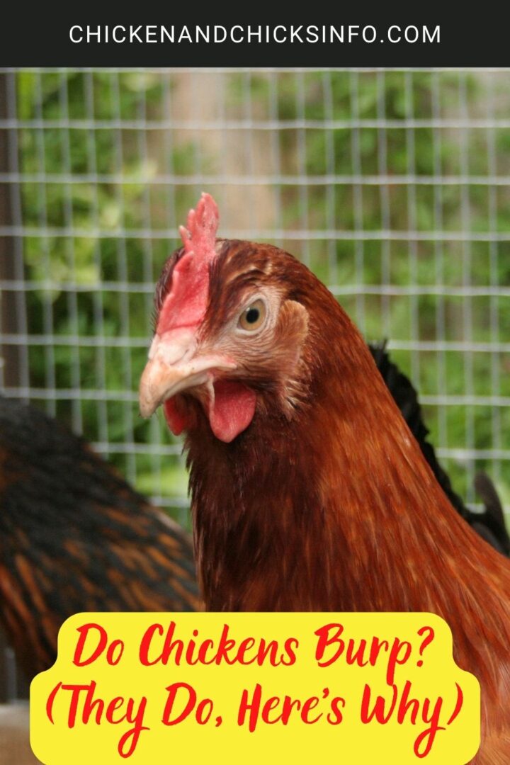Do Chickens Burp? (They Do, Here's Why) - Chicken & Chicks Info