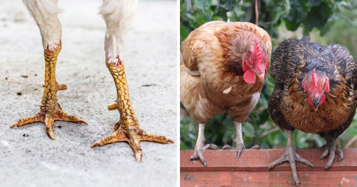 Do Chickens Have Toes? (Yes, 4..5.. It Depends) - Chicken & Chicks Info