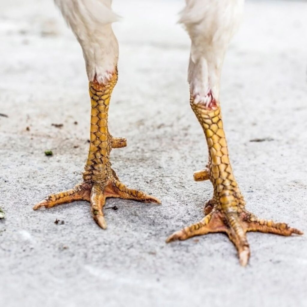 Red Star Chickens: Size, Egg Laying, Facts… - Chicken & Chicks Info