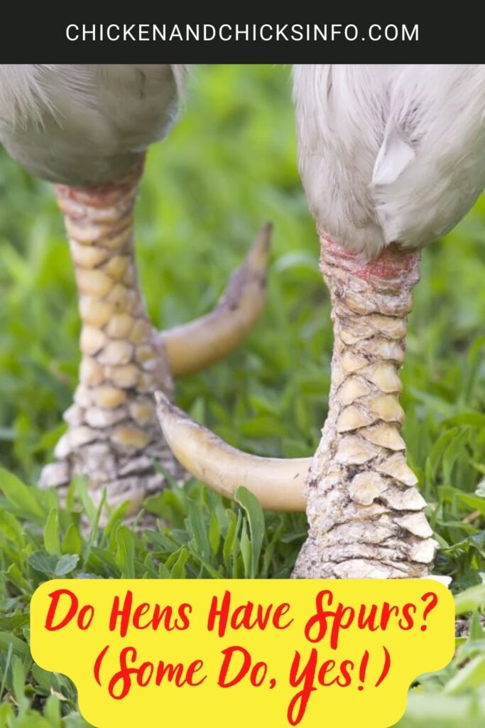 Do Hens Have Spurs? (Some Do, Yes!) - Chicken & Chicks Info