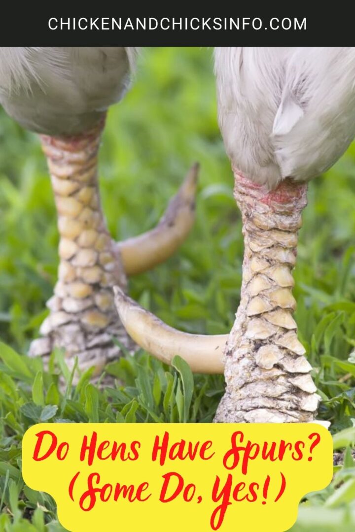 Do Hens Have Spurs? (Some Do, Yes!) - Chicken & Chicks Info