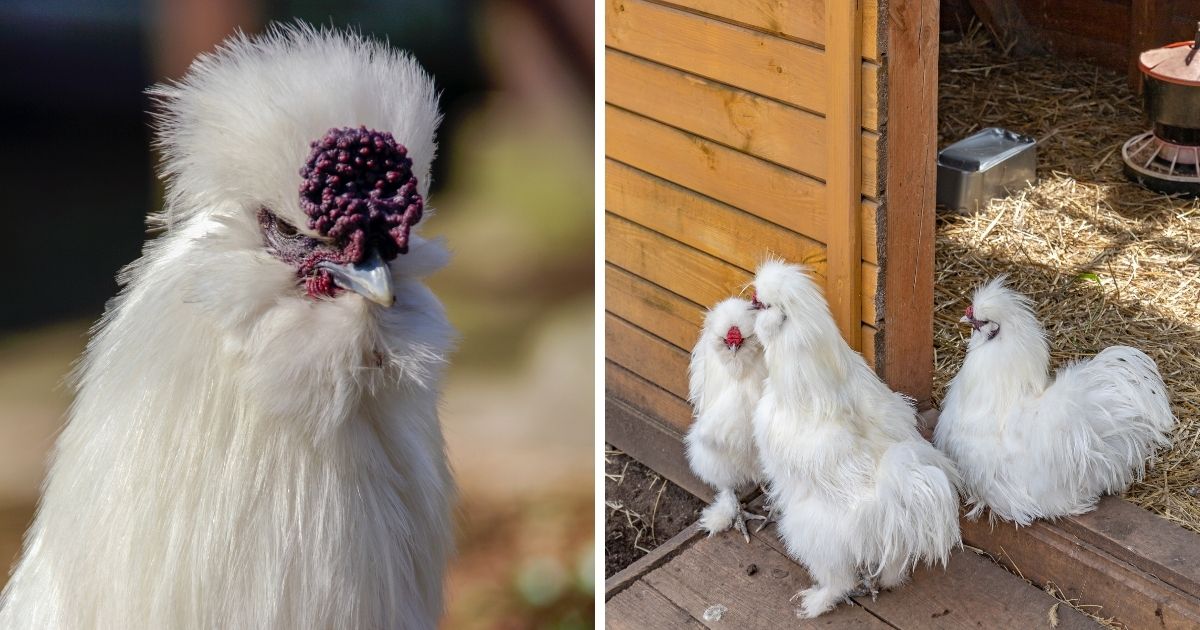 Do Silkie Hens Have Combs and Wattles? - Chicken & Chicks Info
