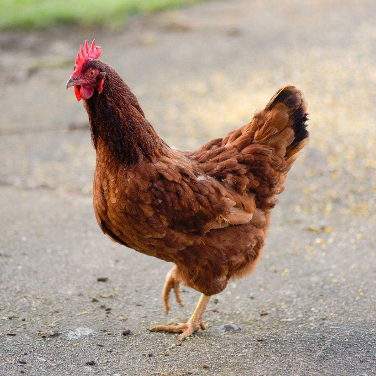 Do Chickens Have Toes? (Yes, 4..5.. It Depends) - Chicken & Chicks Info