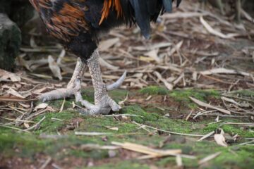 Do All Roosters Have Spurs? (Surprising Facts) - Chicken & Chicks Info