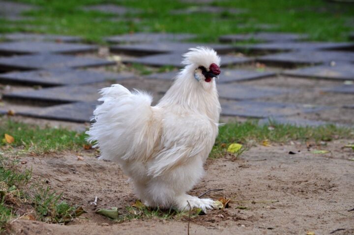 Silkie Rooster Characteristics: How to Tell a Rooster From a Hen ...