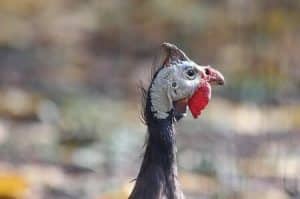 Guinea Fowl and Snakes: A Solution to These Predators - Chicken ...