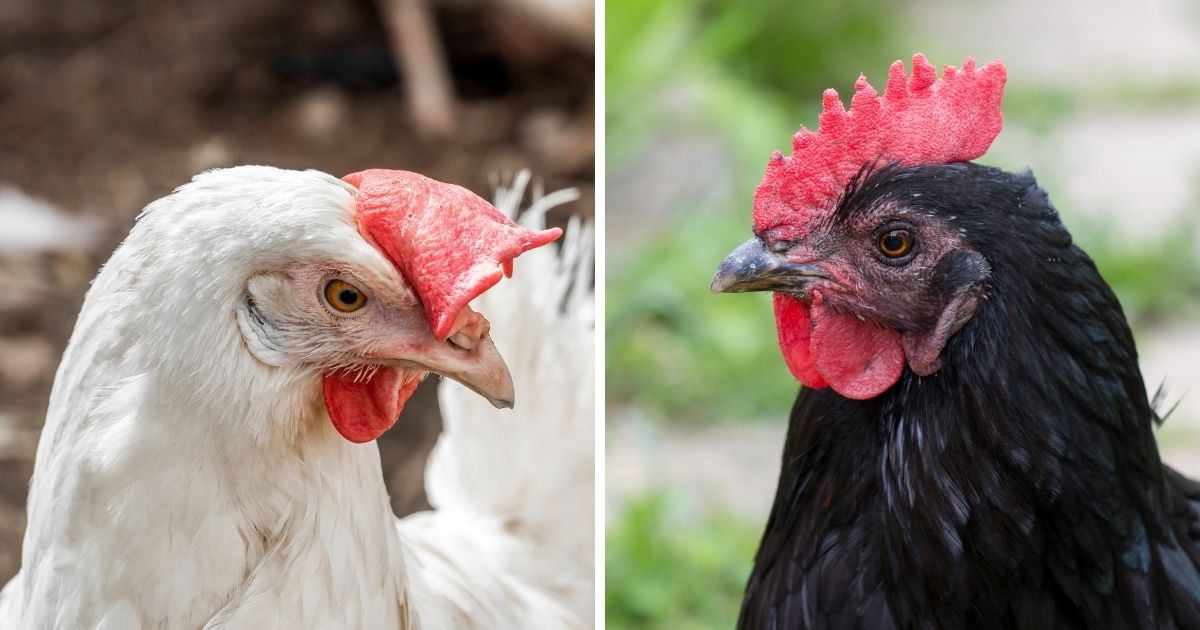 Do Chickens Beaks Grow Back? (Injuries and Trimming) - Chicken & Chicks ...