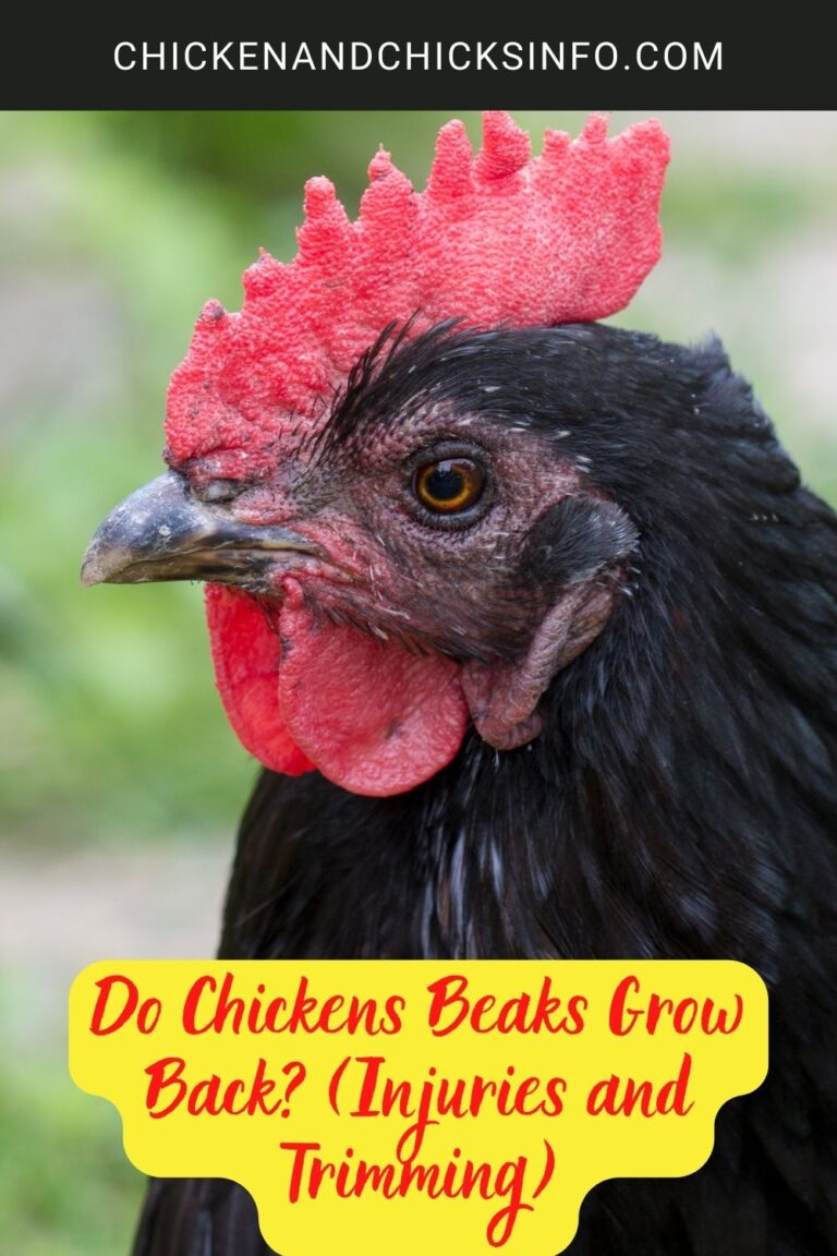 Do Chickens Beaks Grow Back? (Injuries and Trimming) - Chicken & Chicks ...