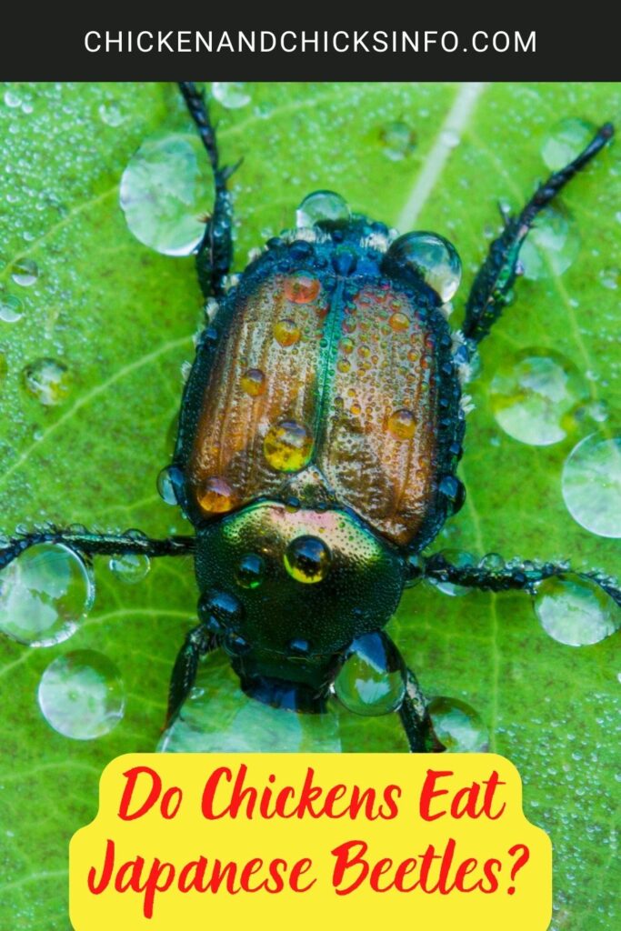 Do Chickens Eat Japanese Beetles? - Chicken & Chicks Info