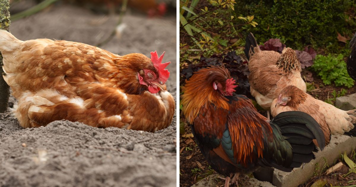 Do Chickens Snore? (Videos Included) - Chicken & Chicks Info