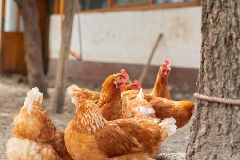 Red Star Chickens: Size, Egg Laying, Facts… - Chicken & Chicks Info