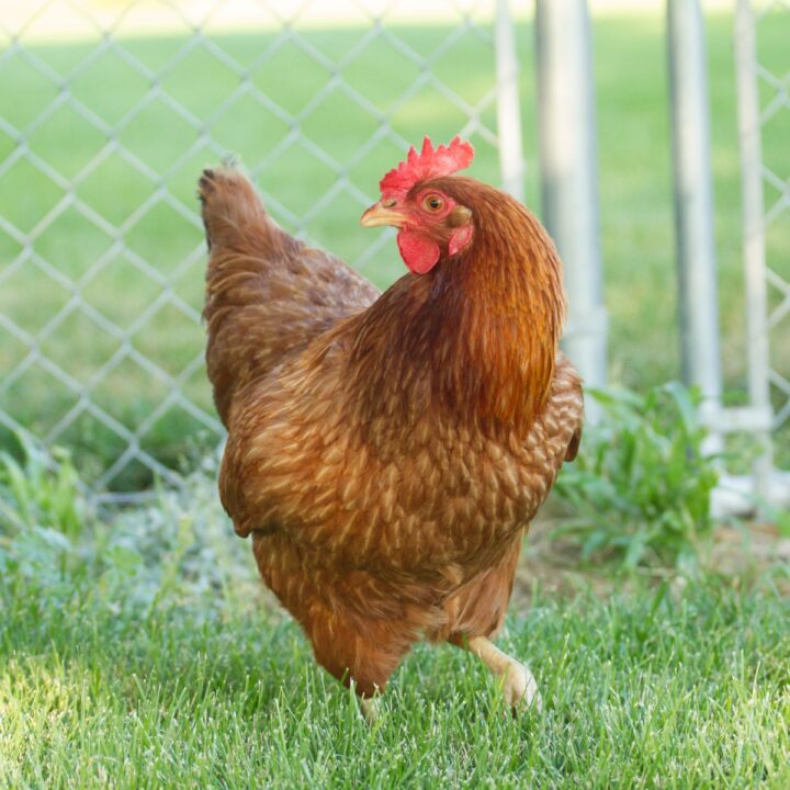 Do Chickens Have Lips? | Chicken Facts - Chicken & Chicks Info