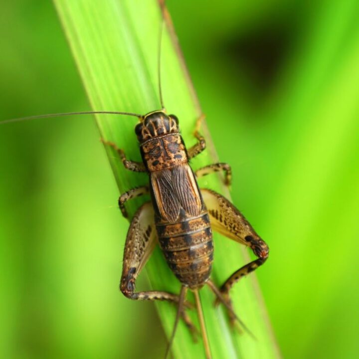 Safeguard for Chickens: Dosage, Uses, and More - Chicken & Chicks Info