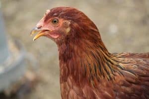 Pea Comb Chicken Breeds - Chicken & Chicks Info