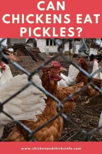 Can Chickens Eat Epsom Salt? (Yes, Home Remedies for Chooks) - Chicken ...