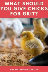 How Much Do Baby Chicks Cost? (Average Cost & Examples) - Chicken ...
