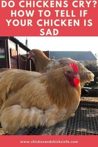 Do Chickens Cry? (No, but They to Get Sad) - Chicken & Chicks Info