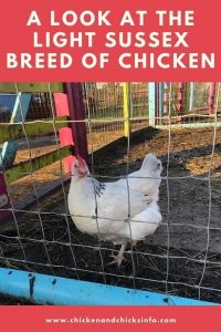 Do Chickens Eat Caterpillars? (Poisonous Risks Explained) - Chicken ...