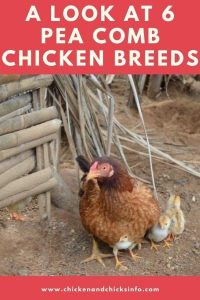 Pea Comb Chicken Breeds - Chicken & Chicks Info