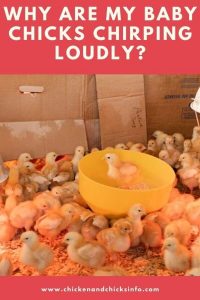 Why Are My Baby Chicks Chirping Loudly 5 Reasons Tips Chicken