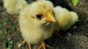 Why Are My Baby Chicks Chirping Loudly? (5 Reasons + Tips) - Chicken ...