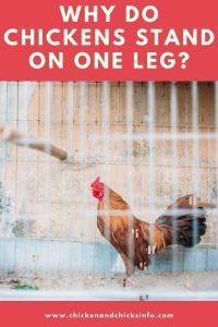 Why Do Chickens Stand on One Leg? (3 Reasons) - Chicken & Chicks Info