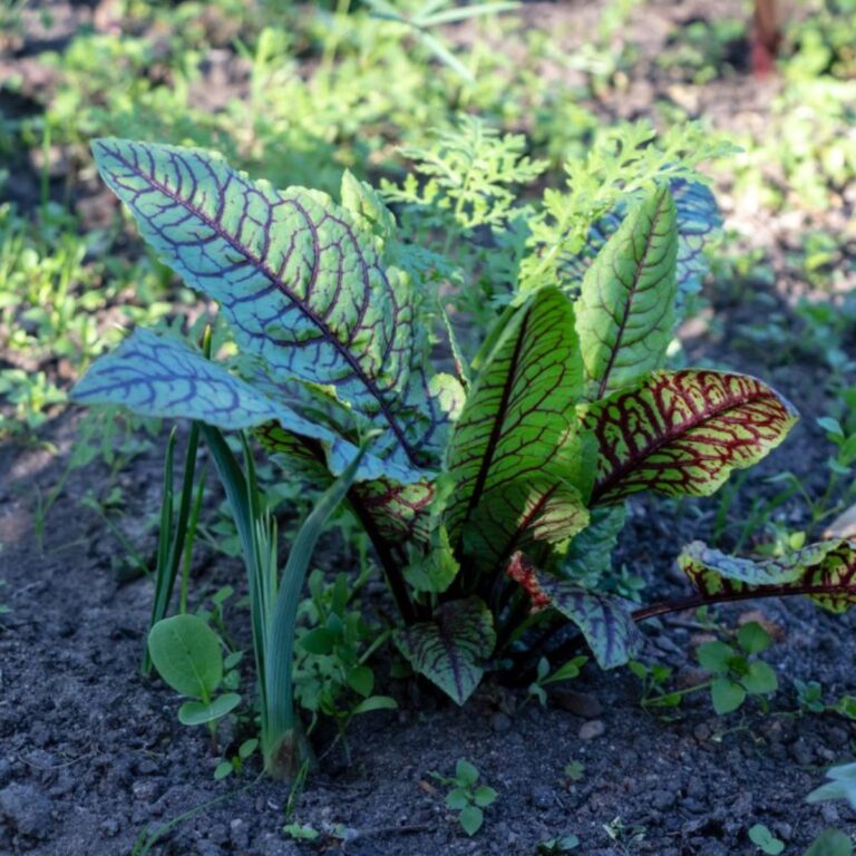 Can Chickens Eat Epsom Salt? (Yes, Home Remedies for Chooks) - Chicken ...