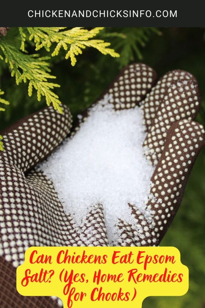 Can Chickens Eat Epsom Salt? (Yes, Home Remedies for Chooks) - Chicken ...