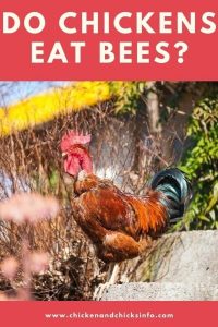 Do Chickens Eat Bees? (Yes, but Here's Why They Shouldn't) - Chicken ...