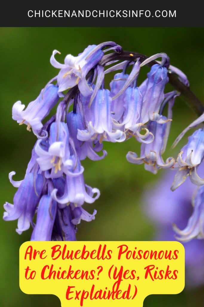 Are Bluebells Poisonous to Chickens? (Yes, Risks Explained) - Chicken ...