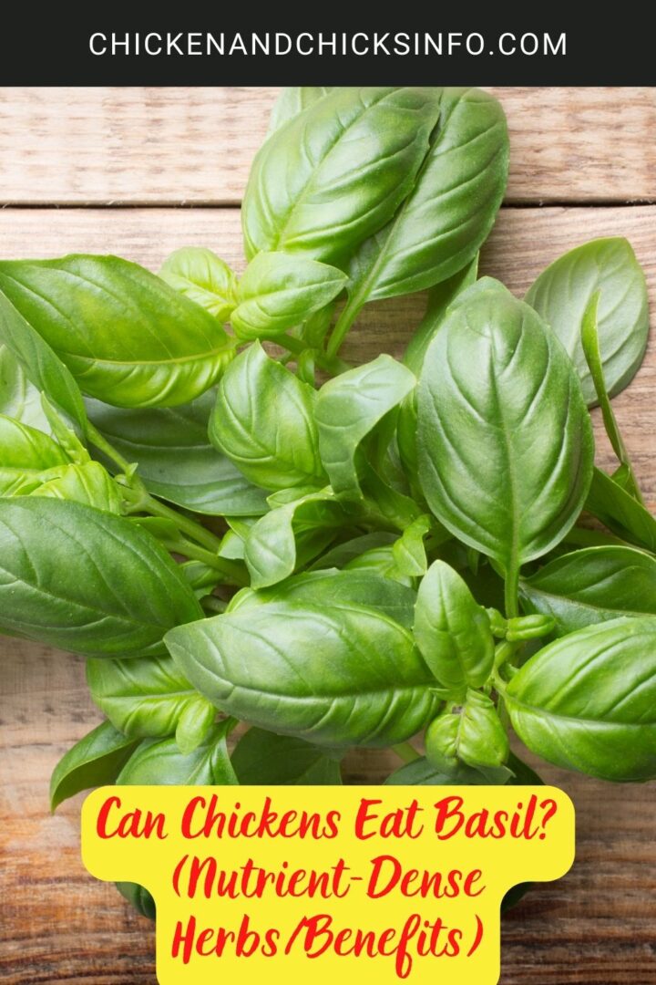 Can Chickens Eat Basil? (Nutrient-Dense Herbs/Benefits) - Chicken ...