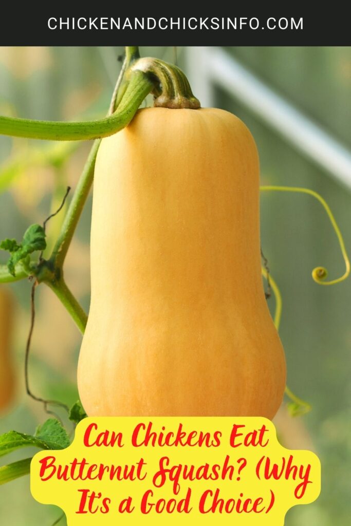 Can Chickens Eat Butternut Squash? (Why It's a Good Choice) - Chicken ...