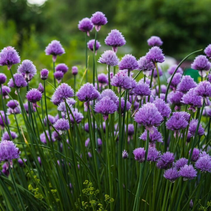 Chickens - Chicken & Chicks Info