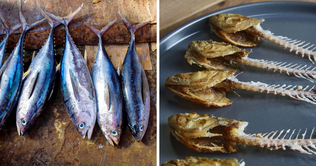 Can Chickens Eat Fish Bones? (They're Safe and Nutritious) - Chicken ...