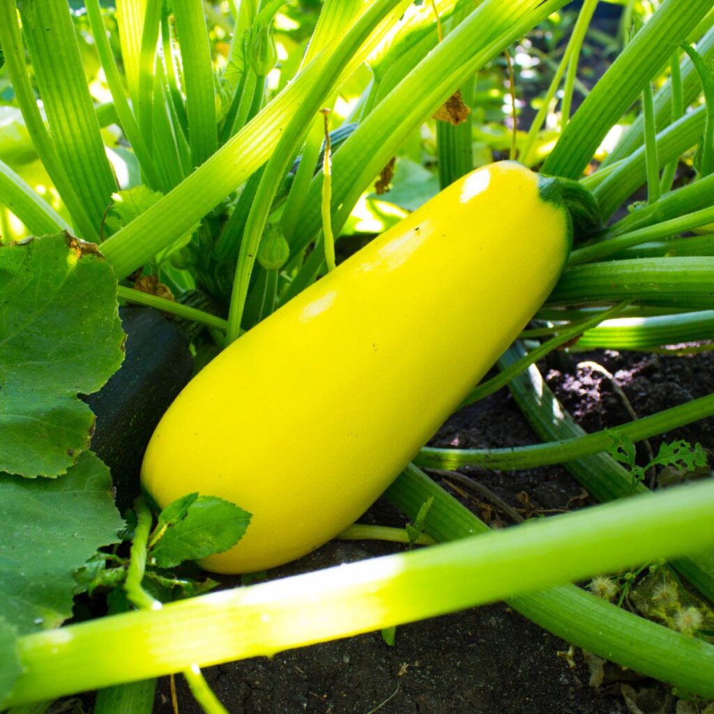 How Do Chickens Reproduce Without a Rooster? (It's Not What You Think ...