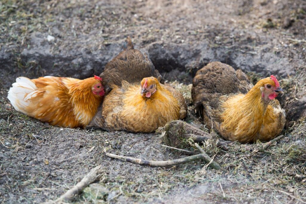 Why Do Chickens Dig Holes? Two Reasons Explained - Chicken & Chicks Info