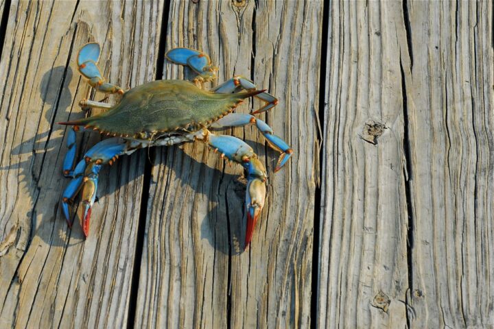 Can Chickens Eat Crab Shells? (A Calcium-Rich Supplement) - Chicken ...