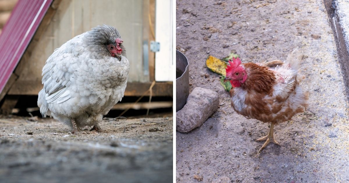 Do Chickens Cry? (No, but They to Get Sad) - Chicken & Chicks Info