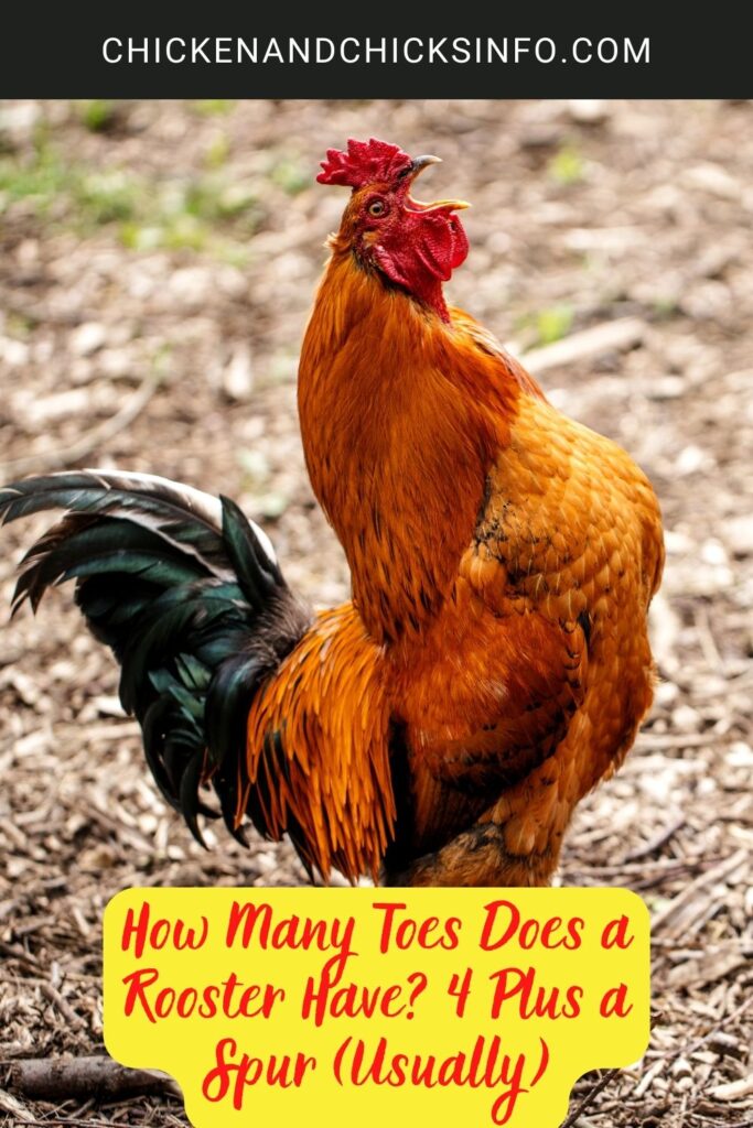 How Many Toes Does a Rooster Have? 4 Plus a Spur (Usually) - Chicken ...