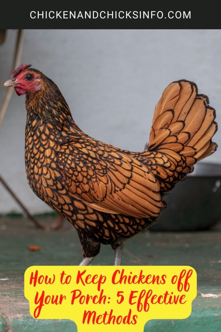 How to Keep Chickens off Your Porch: 5 Effective Methods - Chicken ...