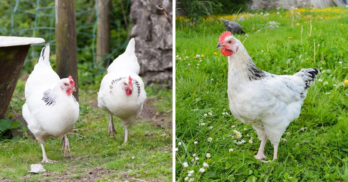 Light Sussex Chicken: Size, Egg Laying, Facts… - Chicken & Chicks Info