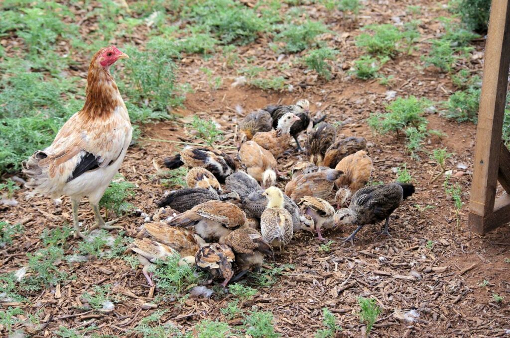 Old English Game Fowl: Size, Egg Laying, Facts… - Chicken & Chicks Info