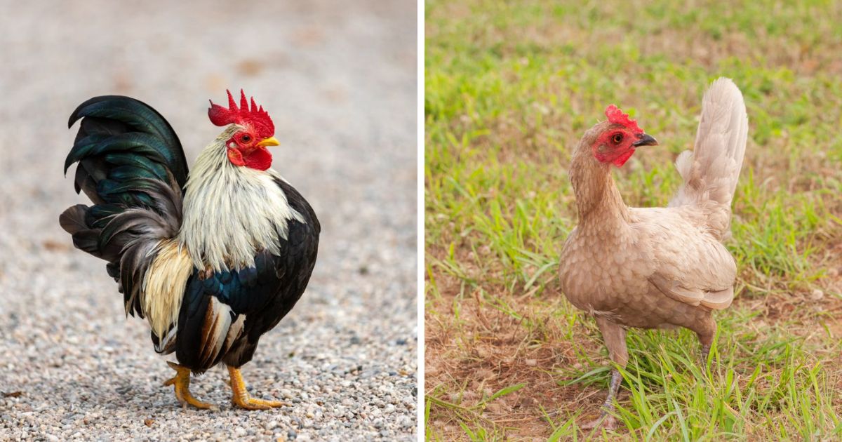 Old English Game Fowl: Size, Egg Laying, Facts… - Chicken & Chicks Info