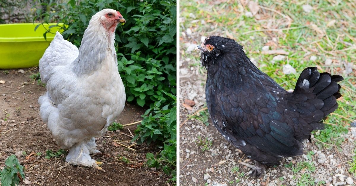 Pea Comb Chicken Breeds - Chicken & Chicks Info