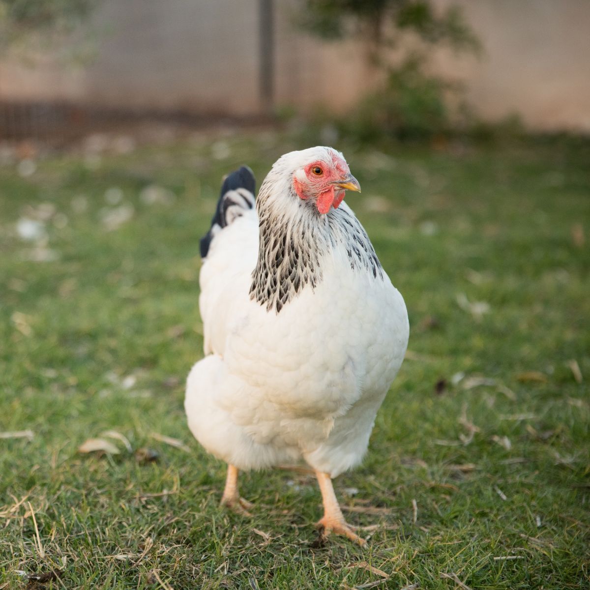 Do Chickens Have Knees? (Pictures and Explanation) - Chicken & Chicks Info