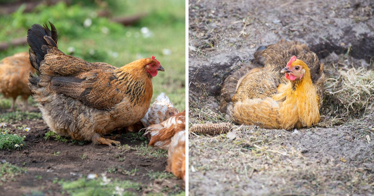 Why Do Chickens Dig Holes? Two Reasons Explained - Chicken & Chicks Info