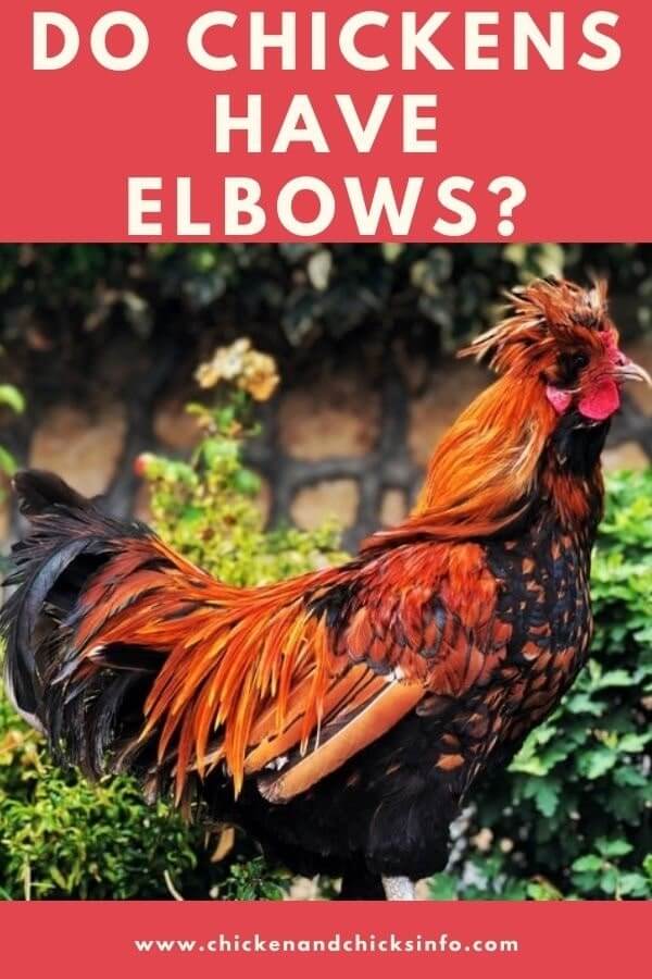 Do Chickens Have Elbows? (They Do!) - Chicken & Chicks Info
