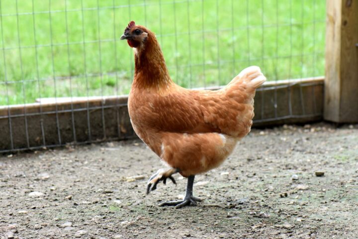 Do Chickens Have Shoulders? (Yes, Plus "Oyster" Meat) - Chicken ...