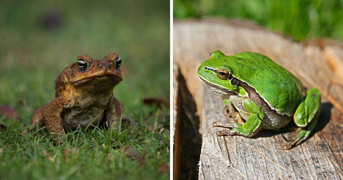 Do Chickens Eat Frogs and Toads? (Toxic Risks Explained) - Chicken ...